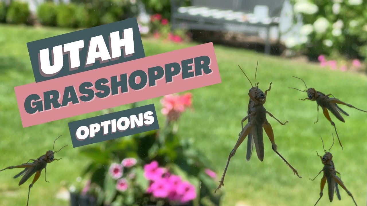 Utah Grasshopper Garden Invasion Ideas - YouTube