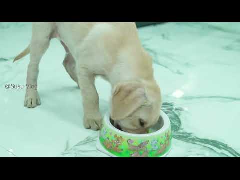Susu Vlog - Take care of my new friend - Labrador Retriever