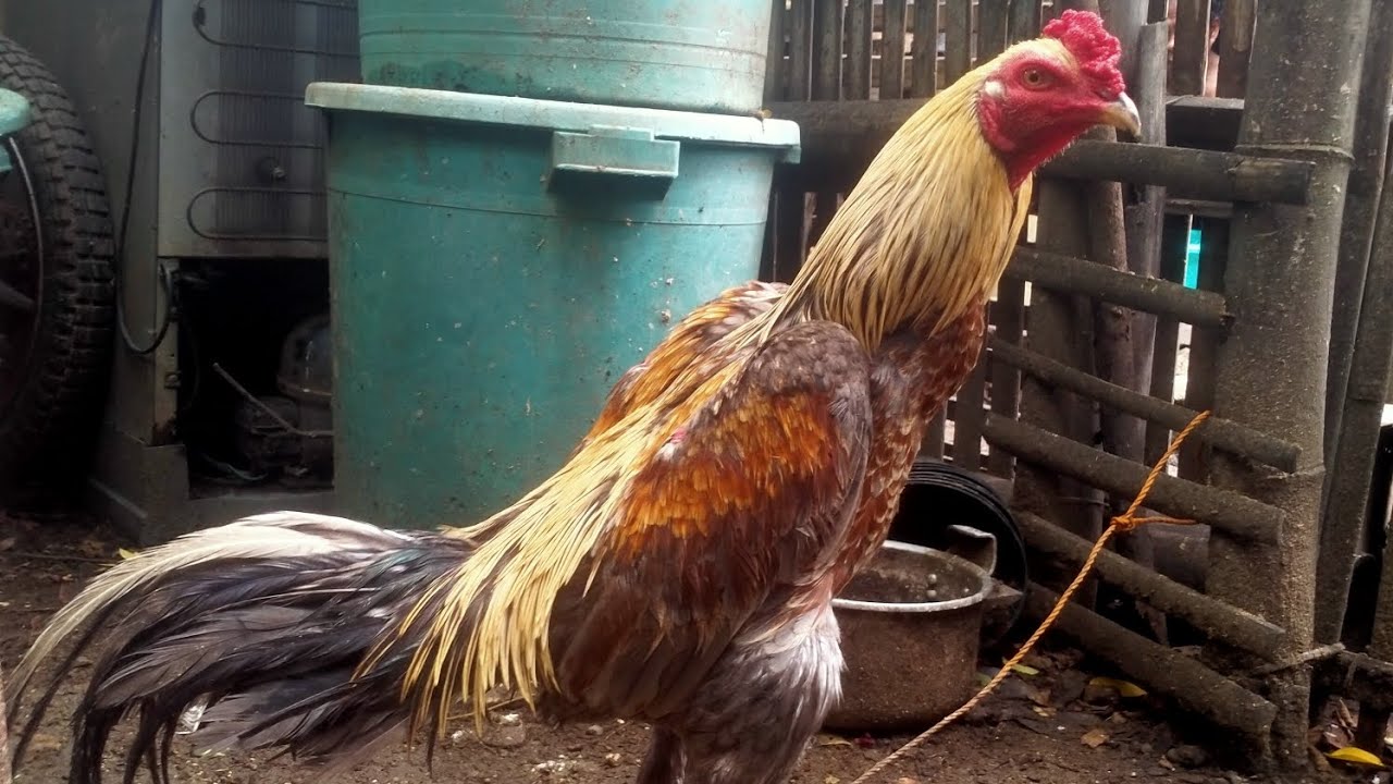 Murang Aseel × Shamo × Jolo Available sa Estancia Iloilo | Warrior type ...