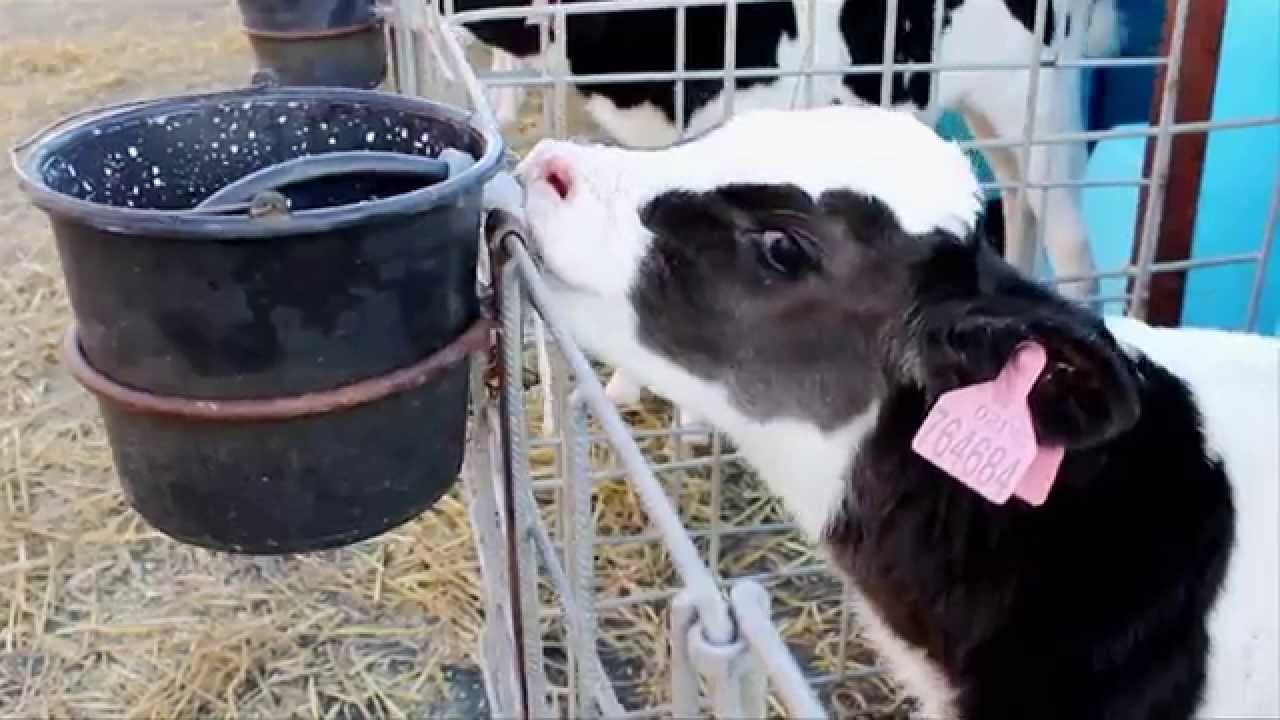 Pectin in calf rearing – agro Food Solution informs - YouTube