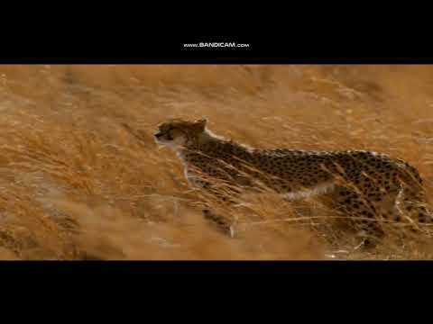 Duma Opening Scene/ Duma's Mother is Killed By Lions