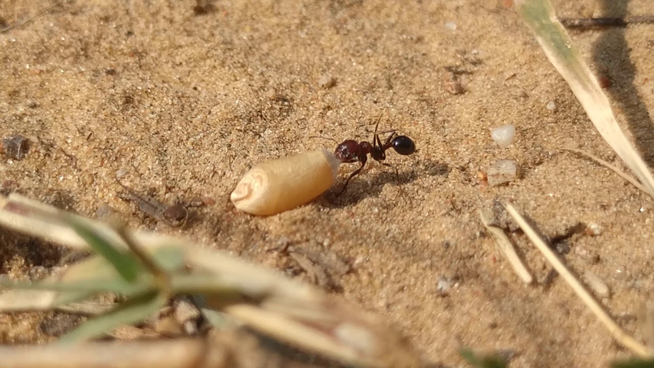 Ant struggle - YouTube