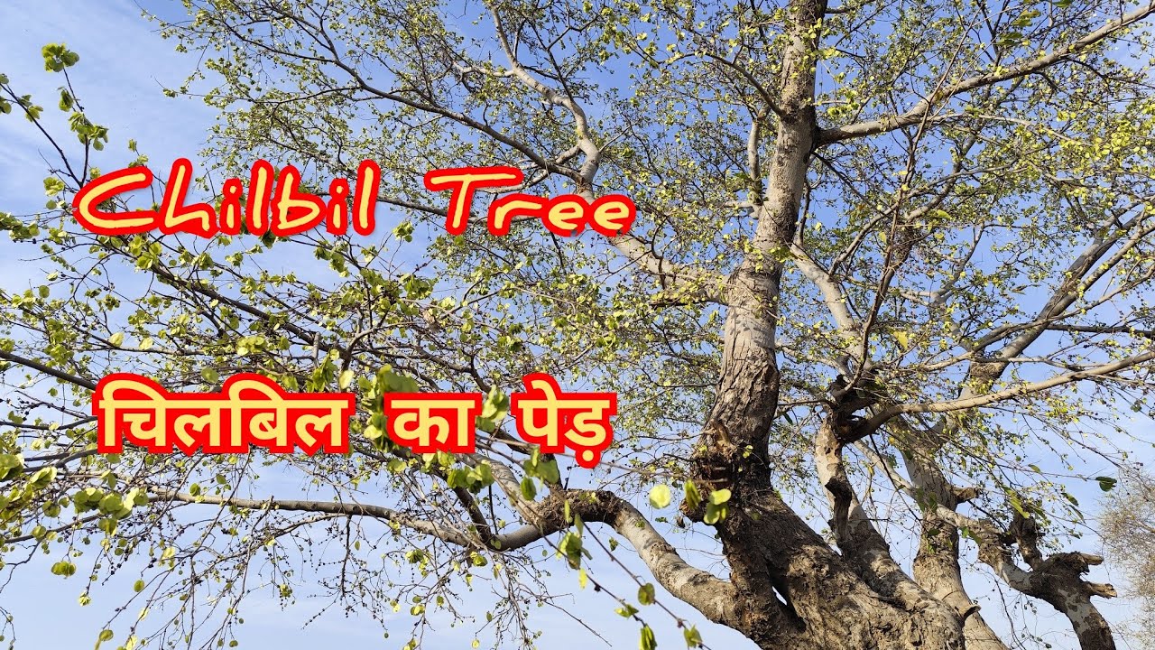 Chilbil Tree #चिलबिलकापेड़ #holopteleaintegrifolia #badhkallake # ...