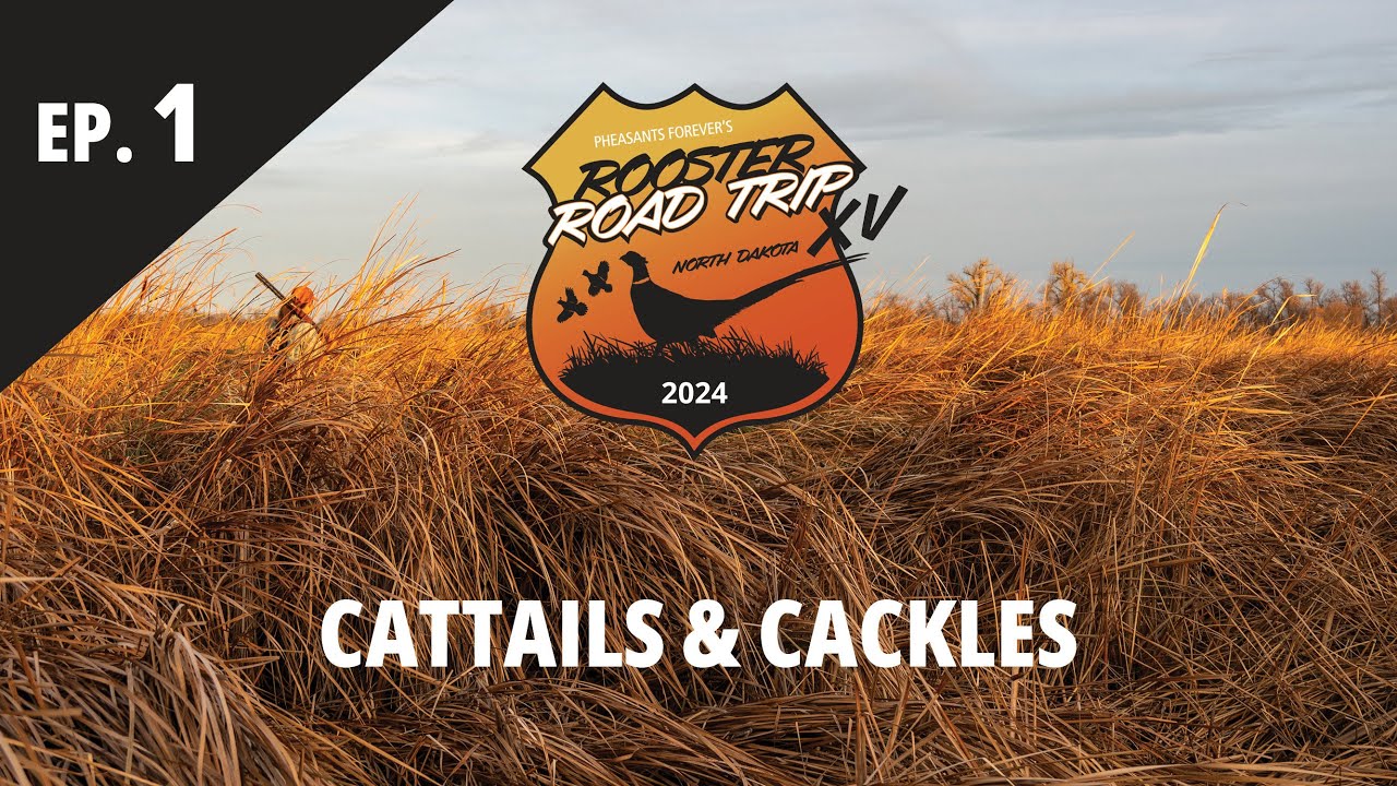 Rooster Road Trip XV Ep. 1 | Cattails & Cackles | 2024 Public Land ...