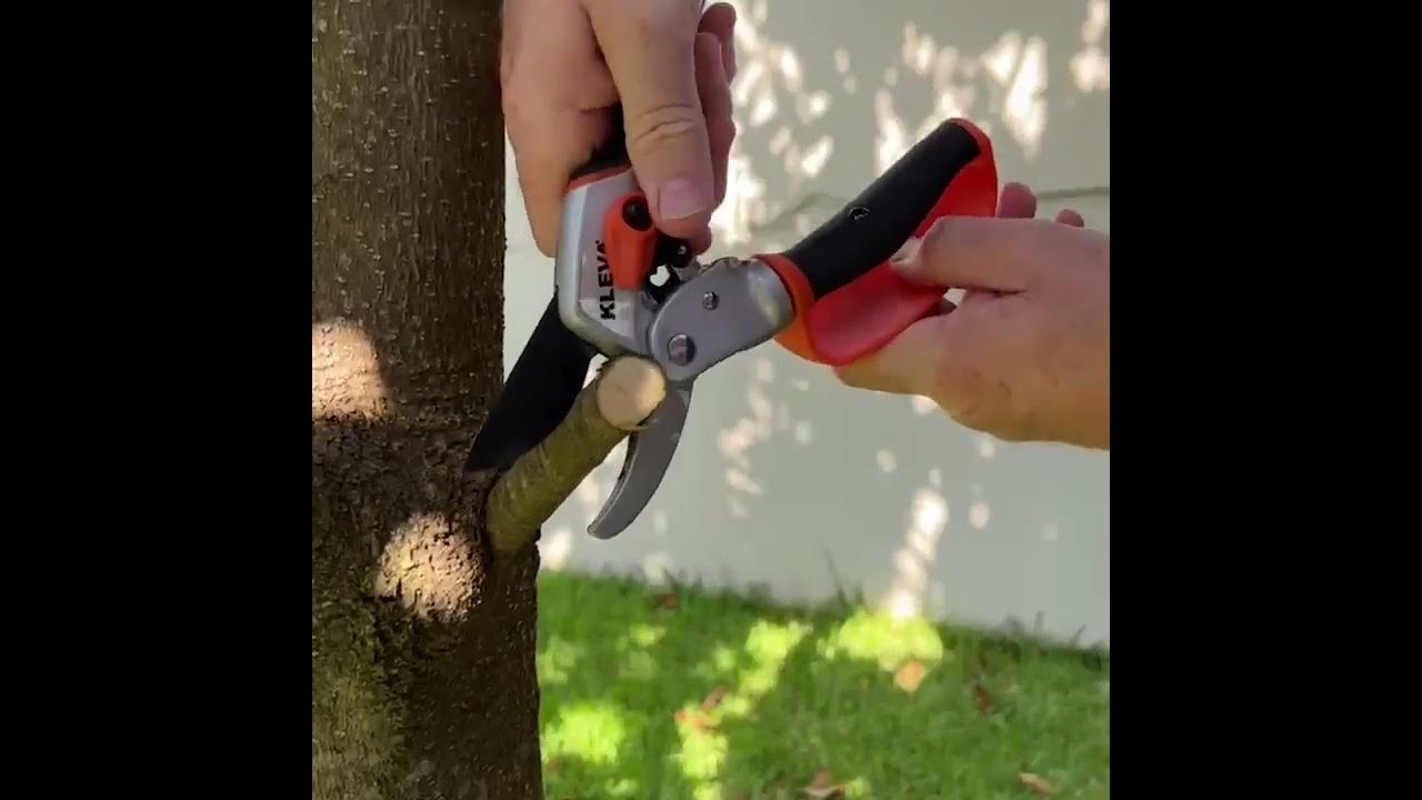 Optimal Pruner Positioning: Techniques For Effective Pruning | KlevaRange.com.au - YouTube