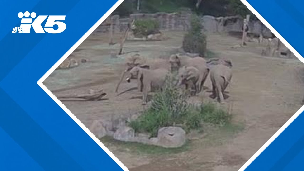 Elephants form "alert circle" to protect young during San Diego ...