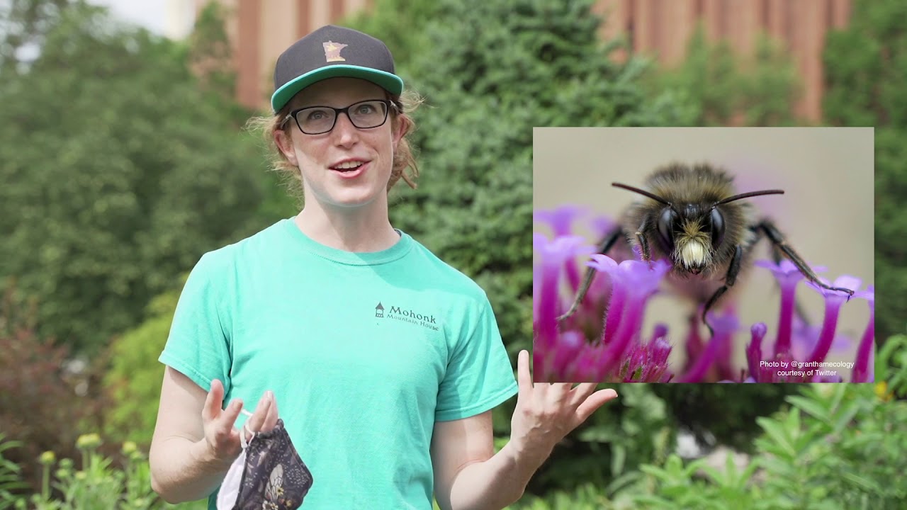 Native Bees: University of Minnesota Bee Lab - YouTube