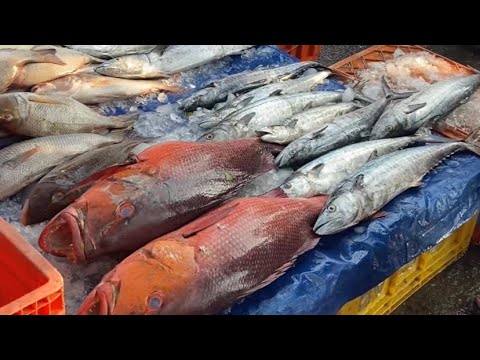 Calicut Fishing Harbours ️🔥| Chaliyam Harbour|Beypore Harbour - YouTube