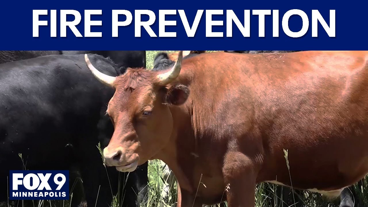 How cows are helping prevent wildfires - YouTube