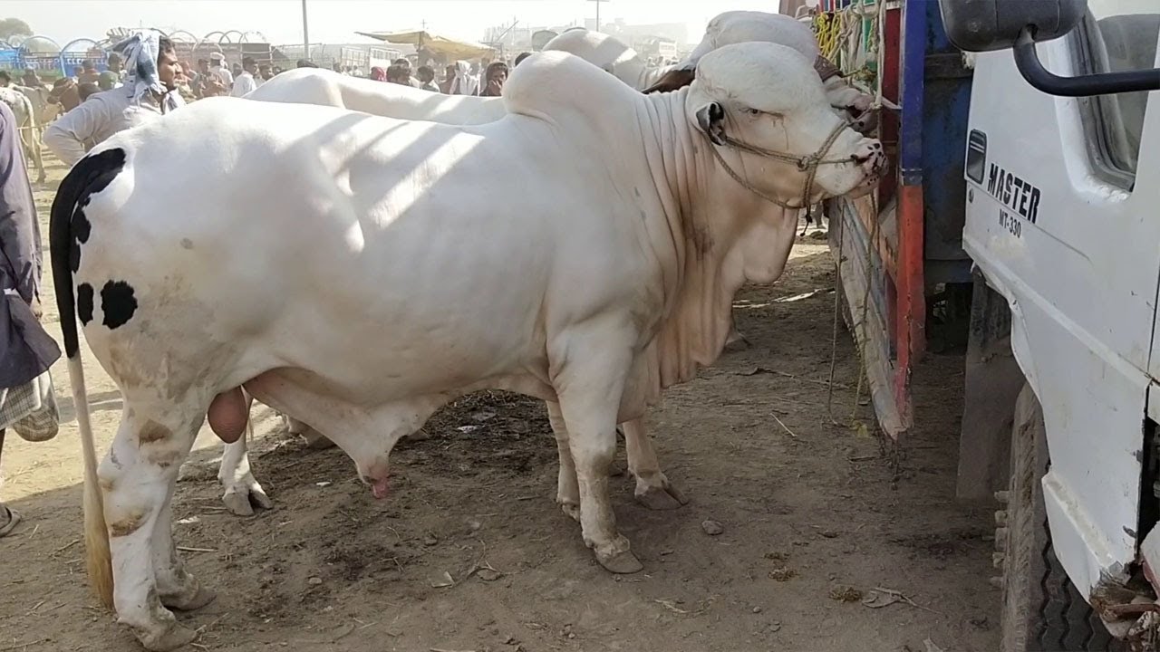 MULTAN COW MANDI KHUBSURAT ABLAk OR NUKRAY JANWAR | SS TV | - YouTube