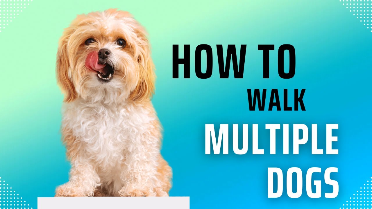 How to Walk Multiple Dogs - YouTube