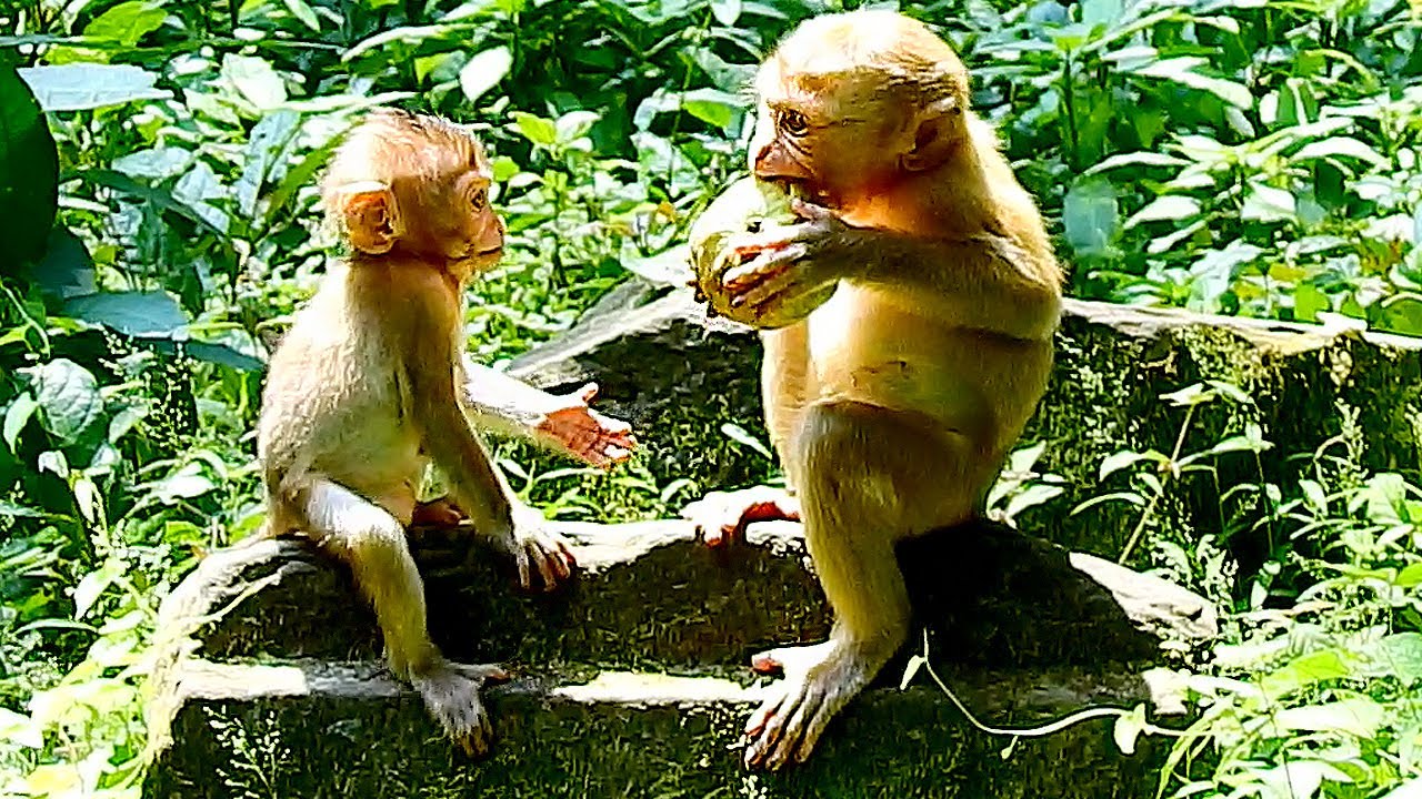 Brother please keep some fruit for me. I'm so hungry now - YouTube