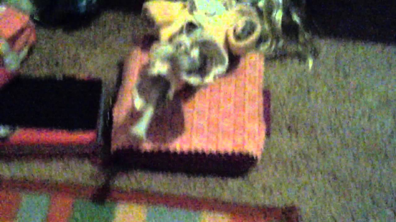 Sleepover with lagoona - YouTube