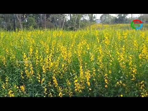 Katte Puvvula soyagam