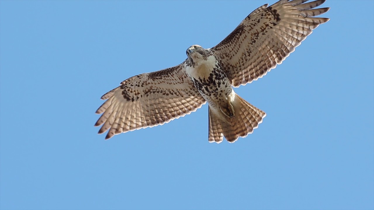 Name that Soaring Hawk ~ - YouTube