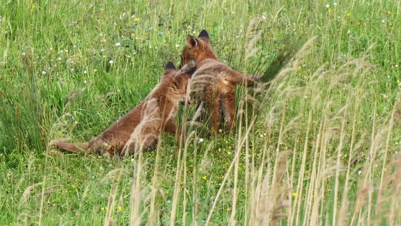 Fox Cubs Playing - YouTube
