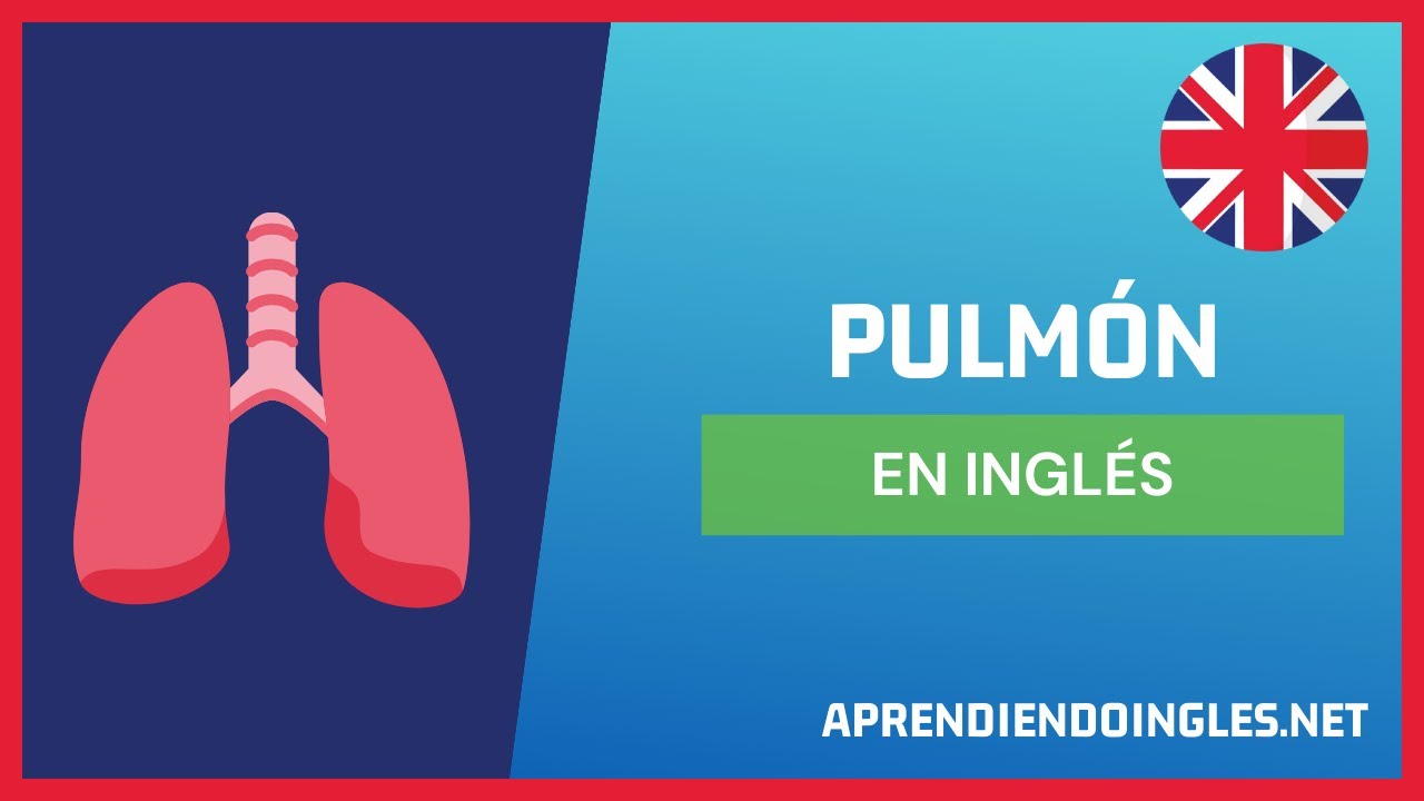 CÓMO se dice PULMÓN en INGLÉS 2022 🚀 APRENDE A ESCRIBIR LUNG ...