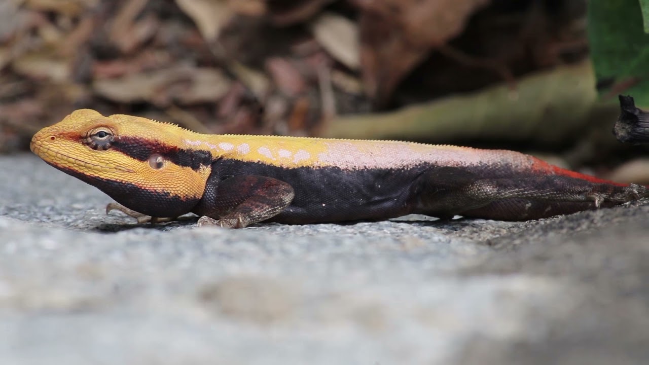 Facts About The Peninsular Rock Agama - YouTube