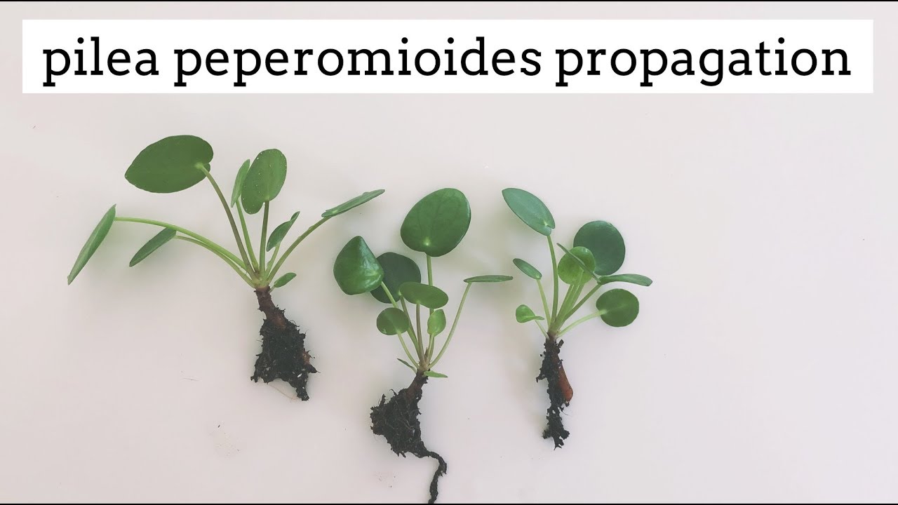 pilea peperomioides propagation | easy care house plant - YouTube