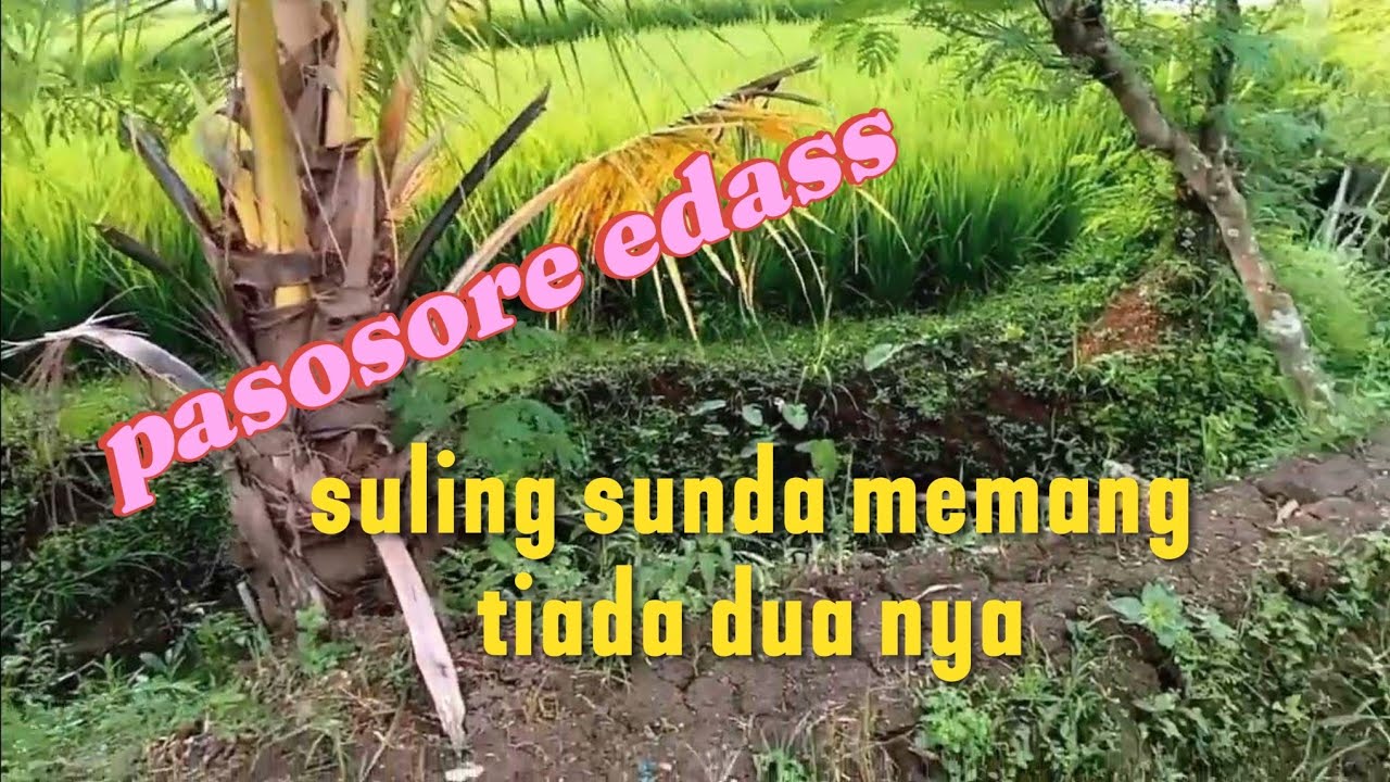 Pasosore di sawah. suling sunda memang tiada dua nya - YouTube