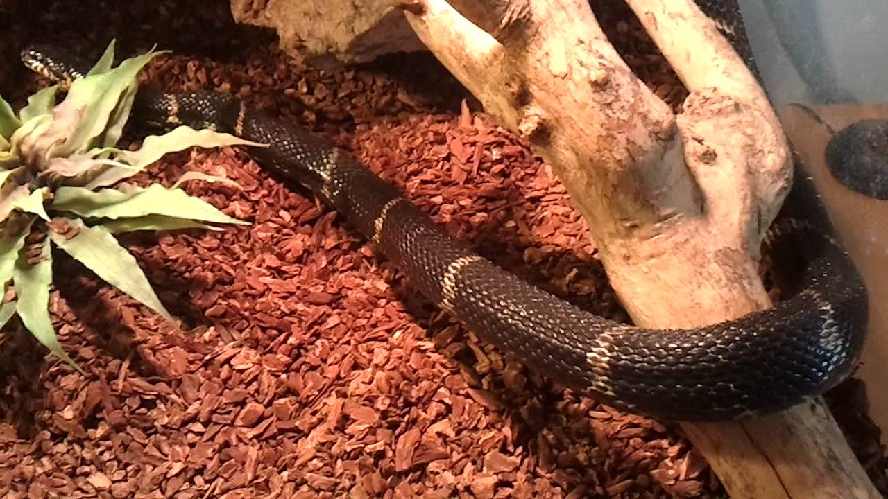 Russische Rattenslang schrencki deel 2 - YouTube