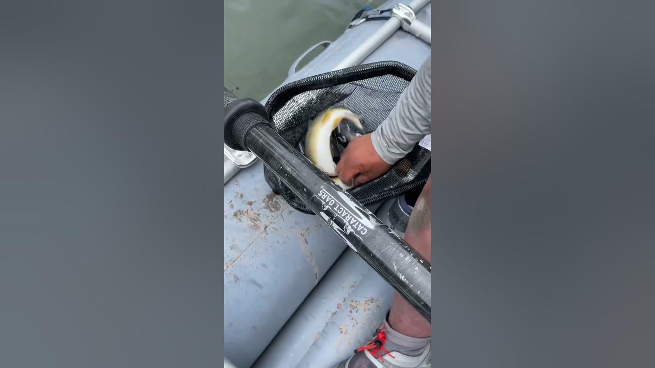 #music #musician #flytying #lifeisbutadream #puppy #hiphopmusic #flyfishing - YouTube