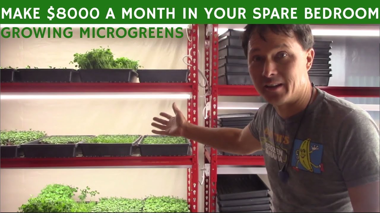 Make $8000+ A Month Growing Microgreens in a Spare Bedroom at Home ...