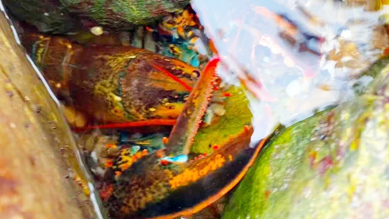 The big lobster & 2 big lobsters are fighting, and the octopus is so ...