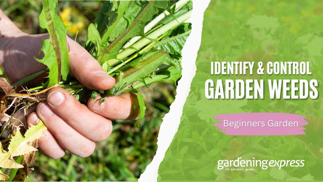 How to Identify & Control Garden Weeds - YouTube