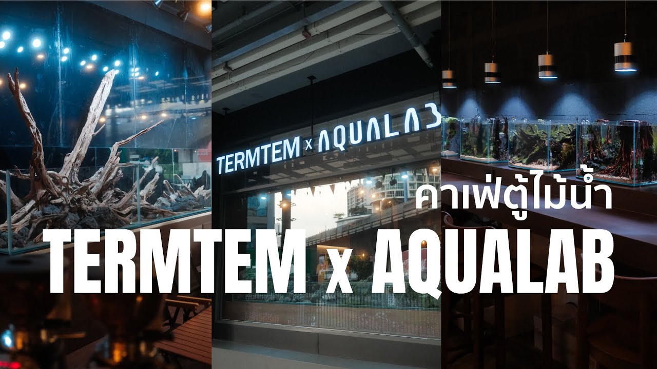 TERMTEM x AQUALAB คาเฟ่ที่มีตู้ไม้น้ำขนาดใหญ่ อยู่ติด BTS พระโขนง | Aquarium Cafe - YouTube