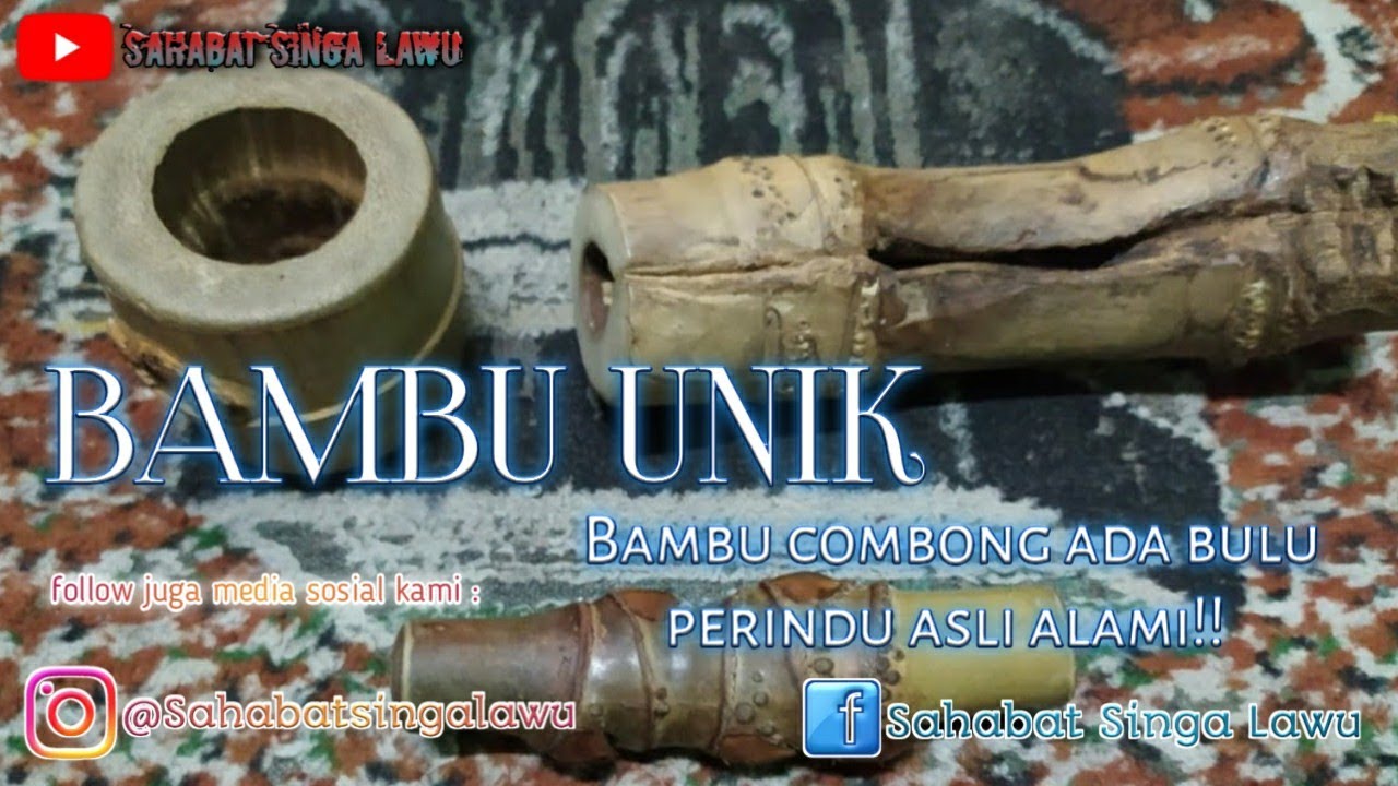 Bambu unik, bambu petuk asli ( combong ada bulu perindu di dalamnya ...