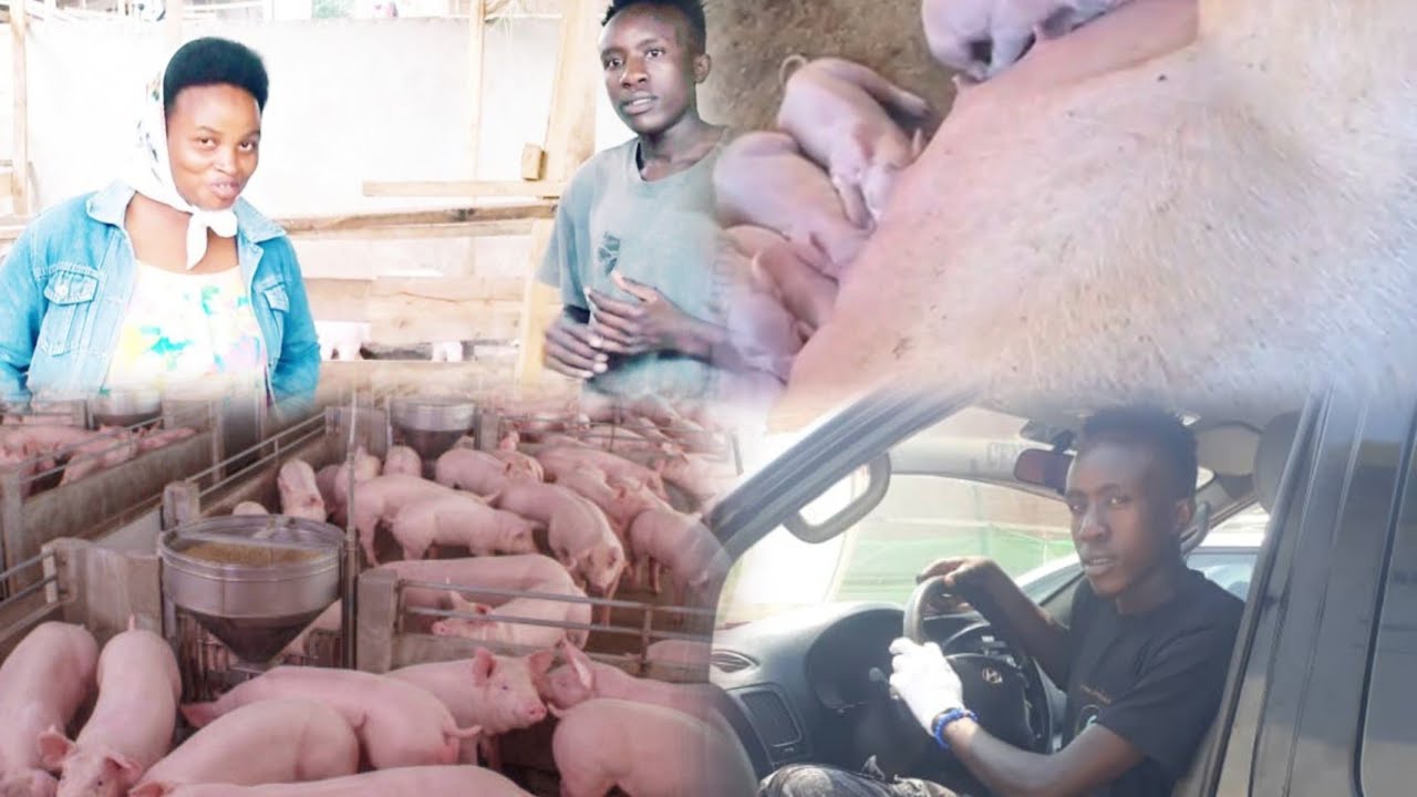 Ubworozi bw'ingurube bwamuteje imbere Umusore ukiri muto twasuye# ...