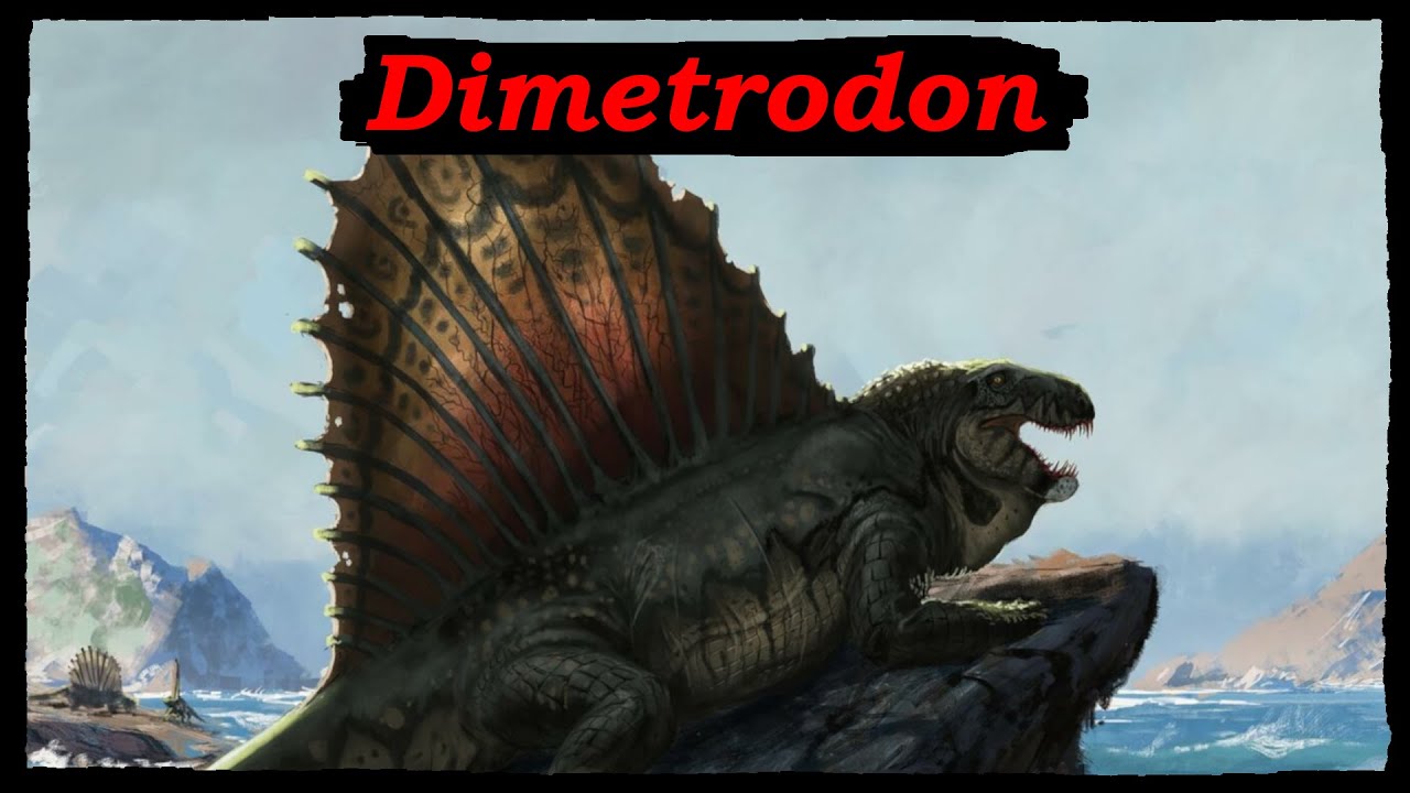 Dimetrodon: the Sail-backed Predator of the Permian - YouTube