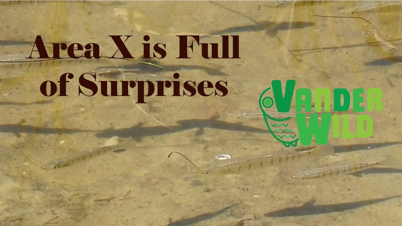 The Real Area X (Annihilation) is Full of Surprises! - YouTube
