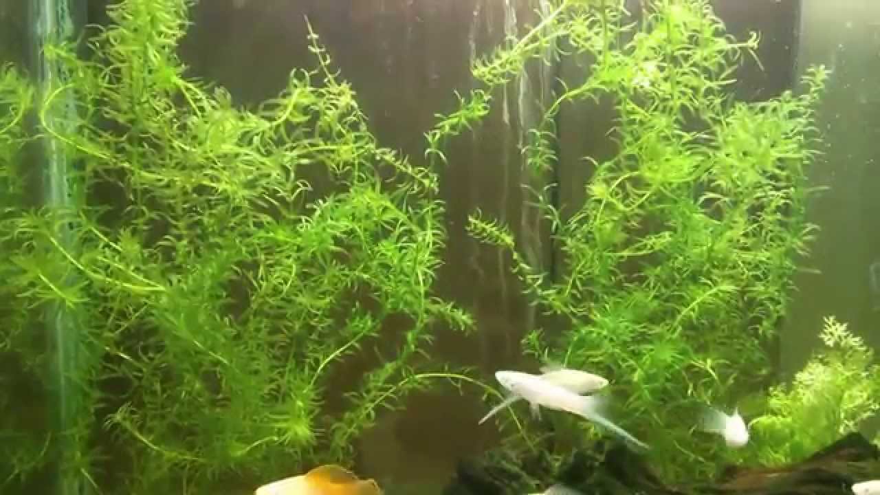 albino white swordtails - YouTube