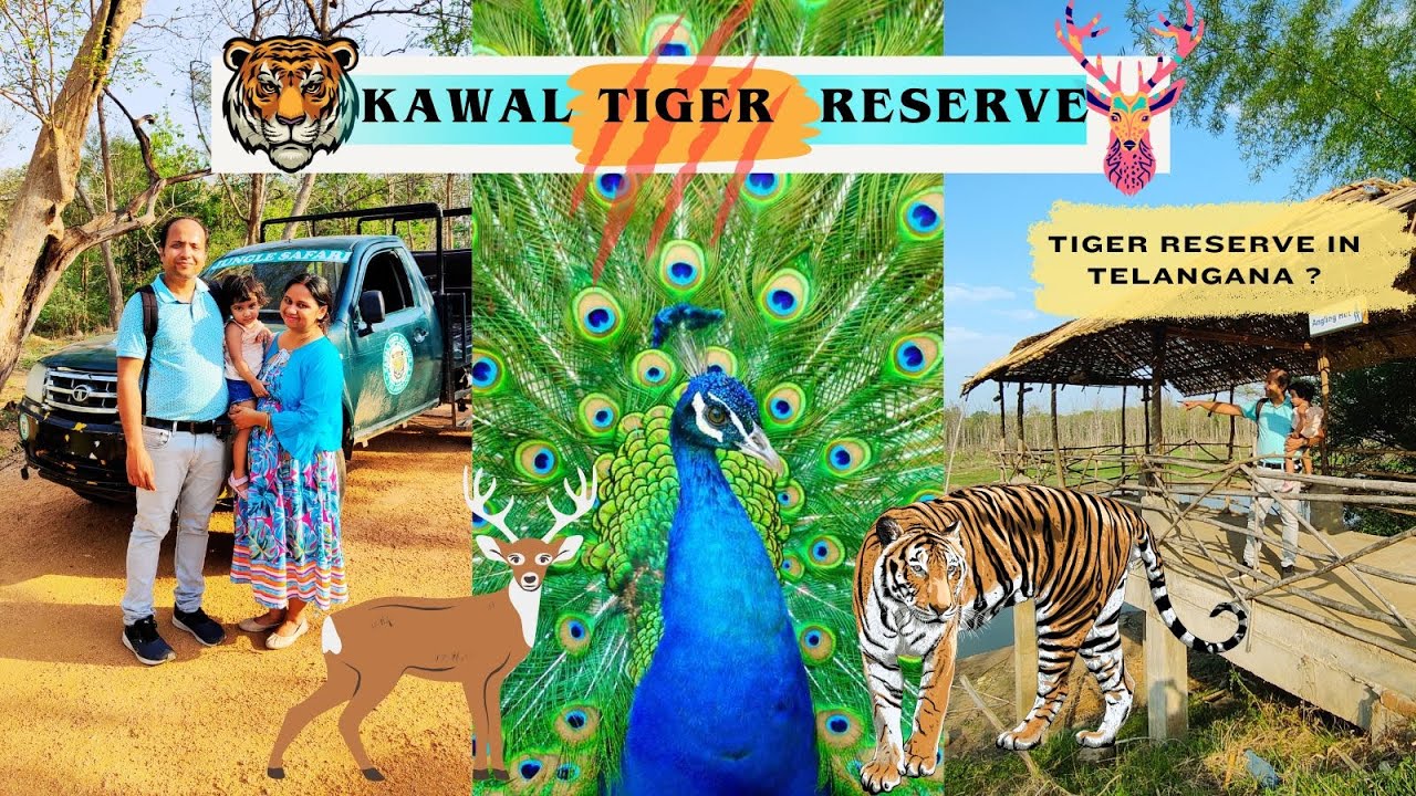 Epic Safari Adventure To Jannaram's Kawal Tiger Reserve! 🐯 🚗 - YouTube
