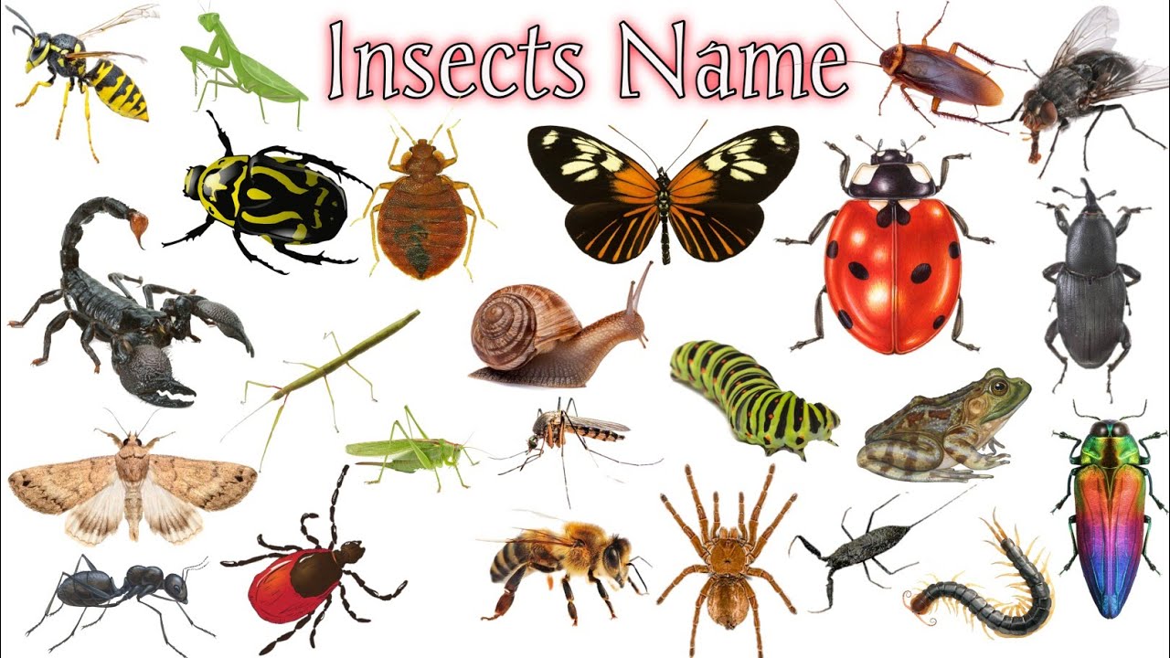 Insects Name English Language || Names of Insects || Insect Name ...