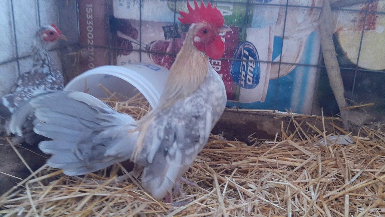 Lotes de reproducción 2019-2020 Criadero de Gallos miniatura El Sueño ...