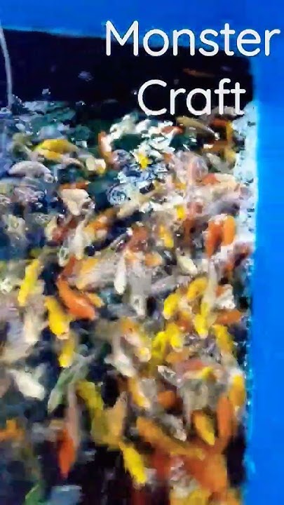 น้องไม่กลัวคนเลย #ปลาคาร์ฟ #MonsterCraft - YouTube