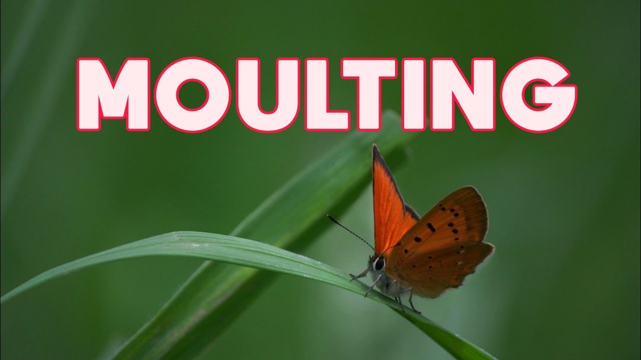 WHAT IS MOULTING ?????? - YouTube
