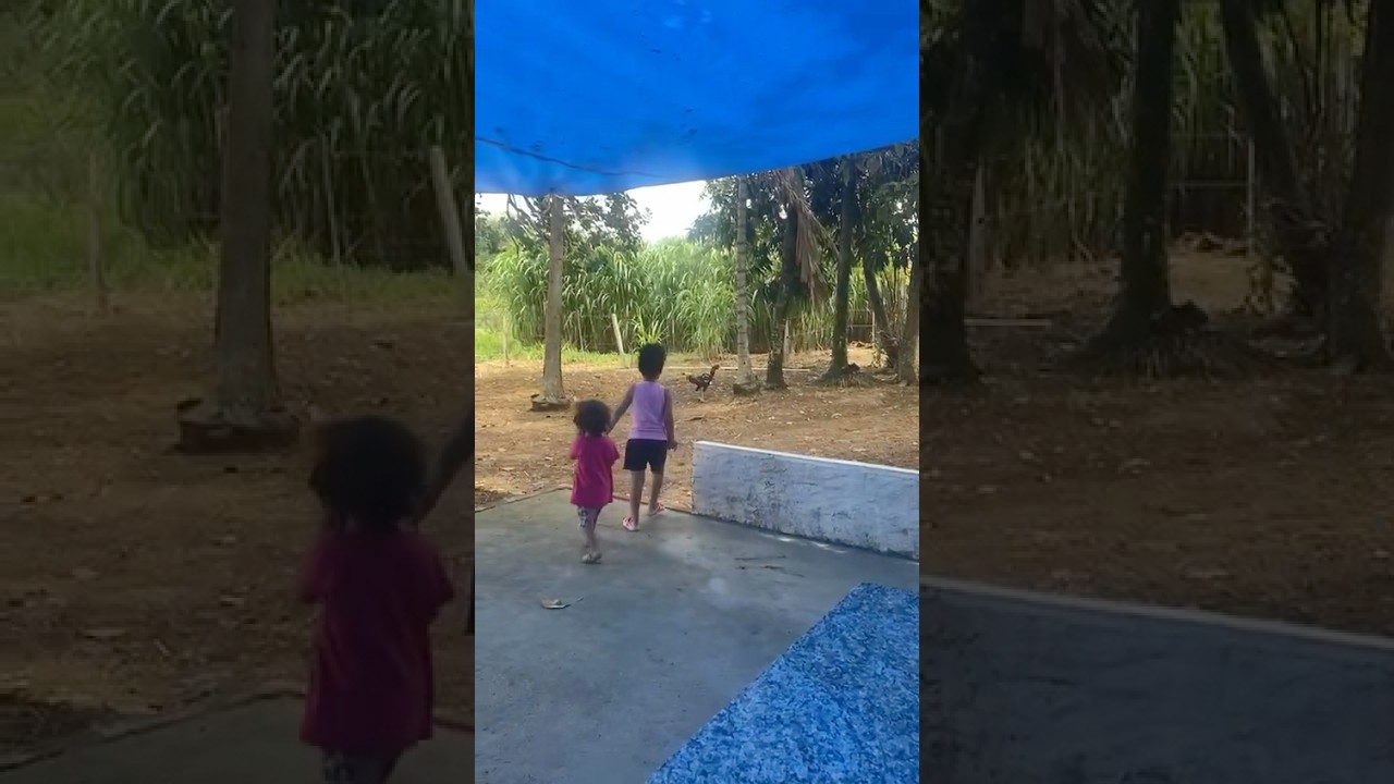 CORRENDO ATRÁS DO GALO MANCO! Tadinho 😥 - YouTube