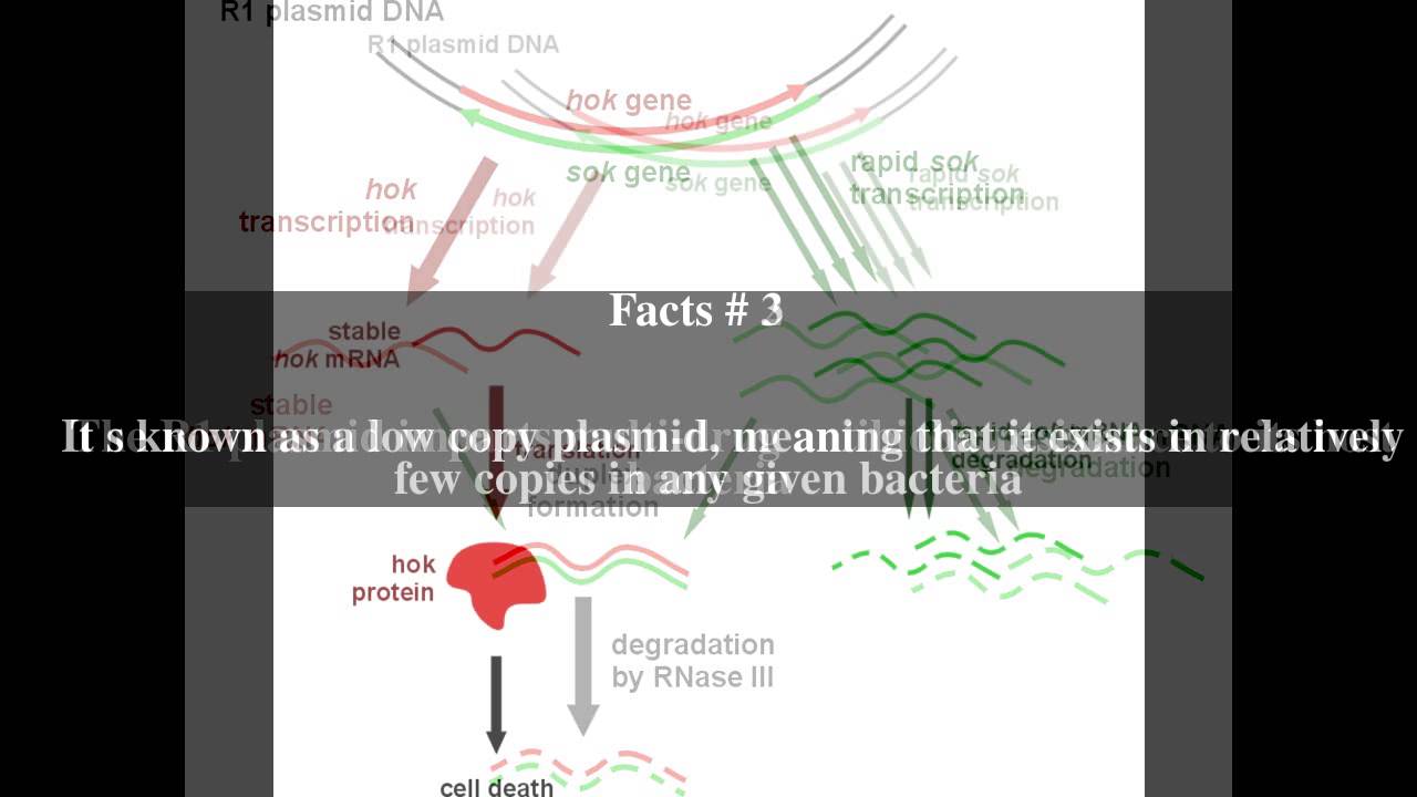 R1 plasmid Top # 6 Facts - YouTube