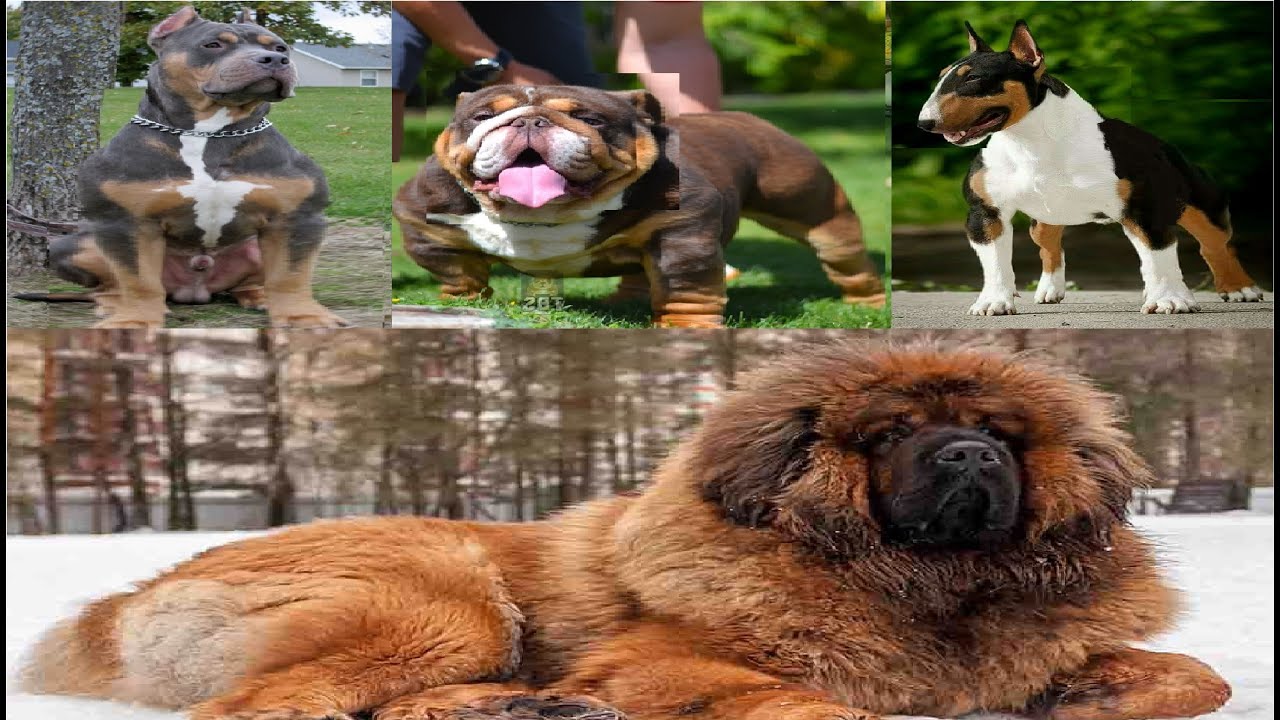 PERROS TRICOLOR Y SU ORIGEN - YouTube