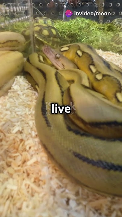 Fun Fact About Ball Pythons! #facts #animals #pets #animalcuriosities ...