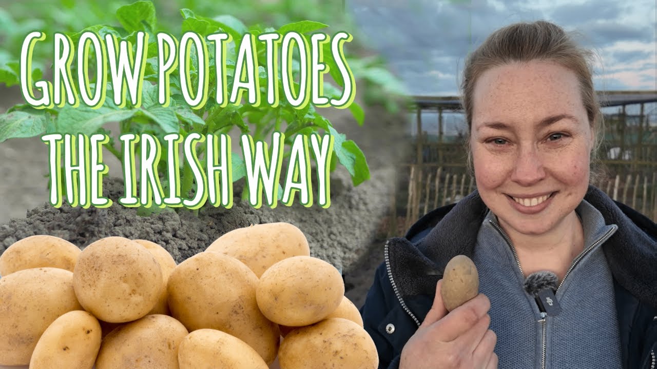 St Patrick's Day Special - Grow Potatoes The Irish Way! - YouTube