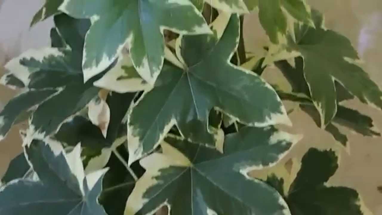 × Fatshedera lizei 'Variegata' - YouTube