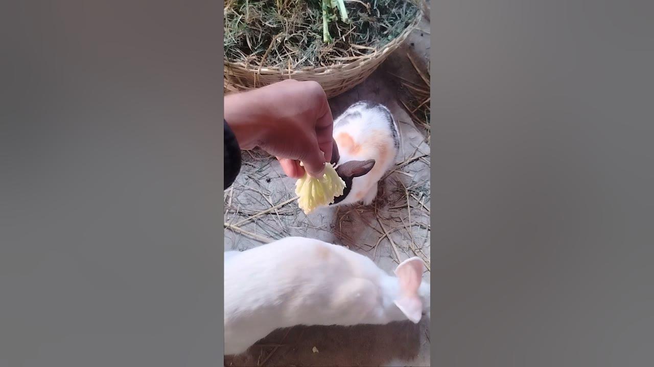 rebit video 4 - YouTube