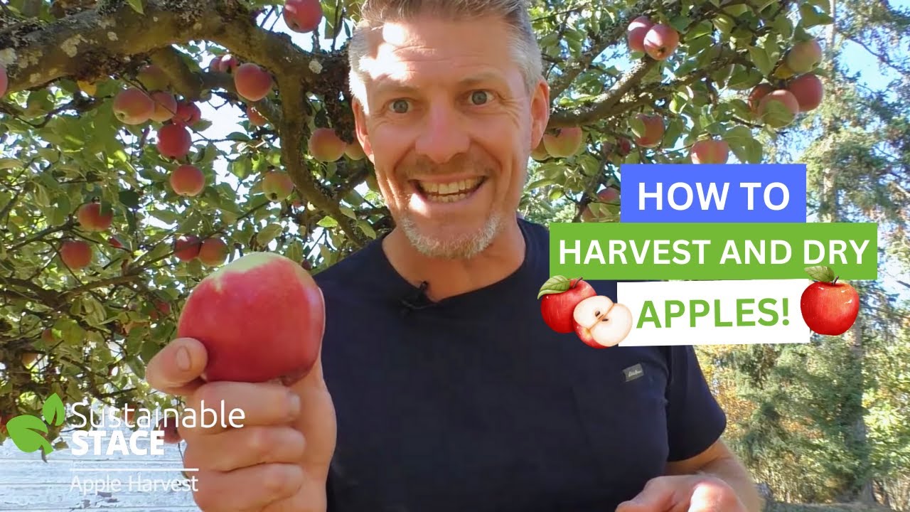 How To Harvest and Dry Apples - YouTube