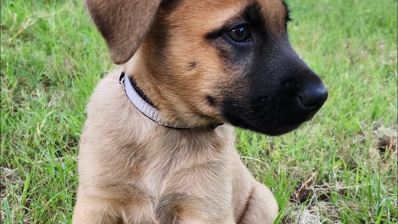 An explanation on operant conditioning - YouTube