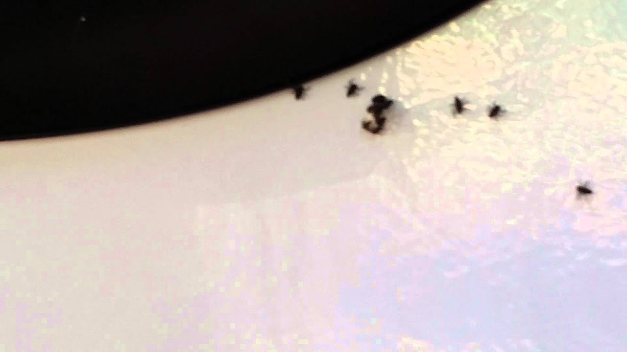 Baby ladybugs just hatched - YouTube